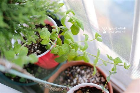 식용 허브애플민트 키우기 물주기가지치기and 번식 그후진딧물 네이버 블로그 식용 허브애플민트 키우기 물주기가지치기and 번식 그후진딧물 네이버 블로그