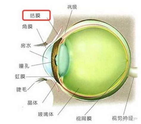眼白为什么越来越浑浊，越来越黄？有什么方法让眼白白亮起来呢？ 知乎