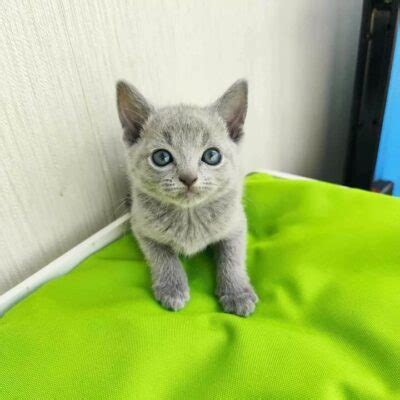 Available Kittens Russian Blue Kittens
