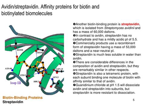 Ppt Avidin Streptavidin And Protein A Overview Of Affinity Proteins Powerpoint Presentation
