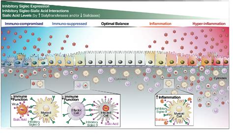 Inhibitory Siglec Sialic Acid Interactions In Balancing Immunological Activation And Tolerance