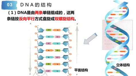 3 2 Dna的结构 课件 共26张ppt 2023 2024学年高一生物人教版（2019）必修第二册 21世纪教育网 二一教育
