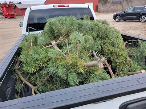 Shrub Removal Services Planting Ready Pro Lawn