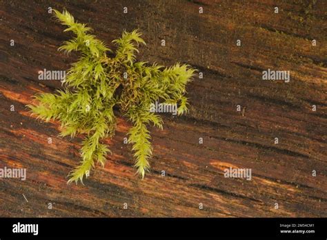 Dormouse Hypnum Deciduous Moss Nature Tree Trunk Wood Grain Filigree Star Shaped
