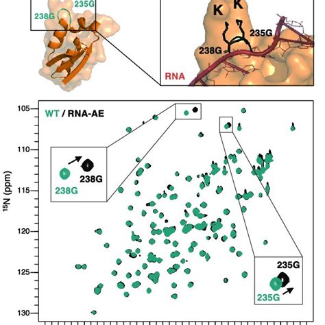 Refining The Rna Binding Specificity Of Fmrp Kh1 A The Highest