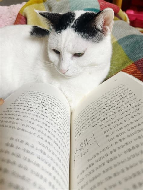 고양이 행동과학자 의《전지적 고양이 시점》