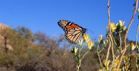 Are Monarch Populations Up Or Down Scientist Explains Conflicting