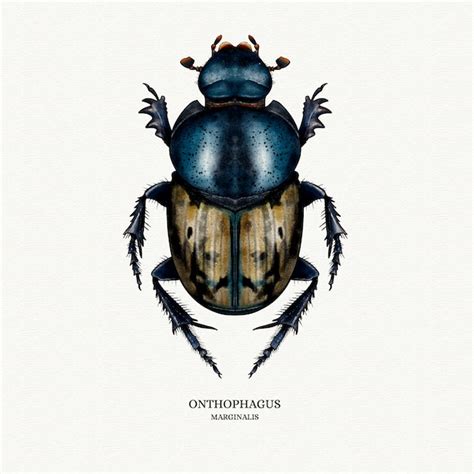 Premium Vector Realistic Bug