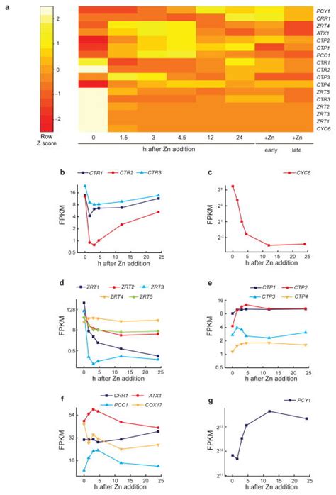 Subcellular Metal Imaging Identifies Dynamic Sites Of Cu Accumulation