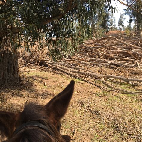 Muletrail 2018 1 21 Riding The Nipomo Mesa With The Meetup