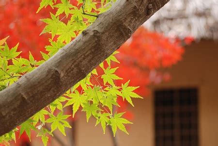 おくてのモミジ 花色フォトブック