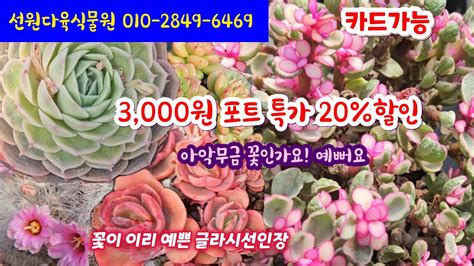선원다육식물원2 국민다육이 2400~ 예쁜 가격 착한 다육이 20할인 오늘도 입고 다육이만 모아모아 ~ 글라시선인장 꽃 수연 온슬로우 Youtube