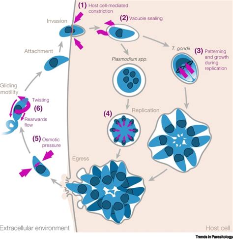 The Riveting Cellular Structures Of Apicomplexan Parasites Trends In Parasitology