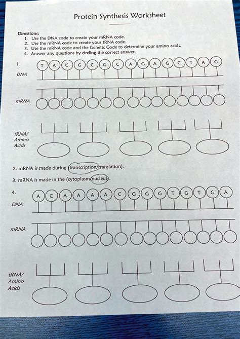 Directions Protein Synthesis Worksheet 1 Use The Dna Code To Create