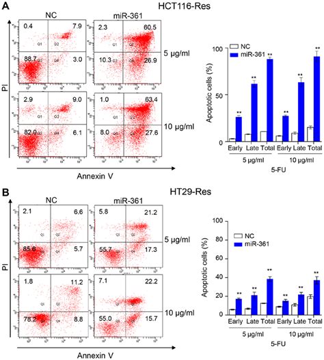 Mir 361 Induces Cell Apoptosis In Resistant Hct116 And Ht29 Cells