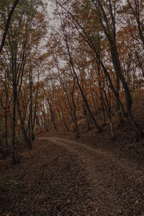 Осенние обои на телефон Осенние картинки Обои Осень