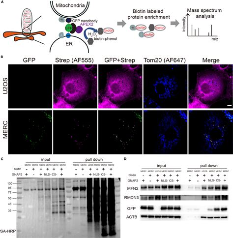 A Proximity Labeling Strategy Enables Proteomic Analysis Of Inter Organelle Membrane Contacts