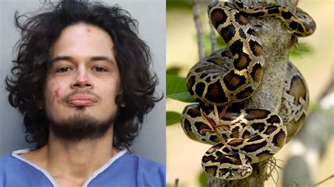 Man Attacks Python Man Accused Of Biting Head Off Womans Pet Python