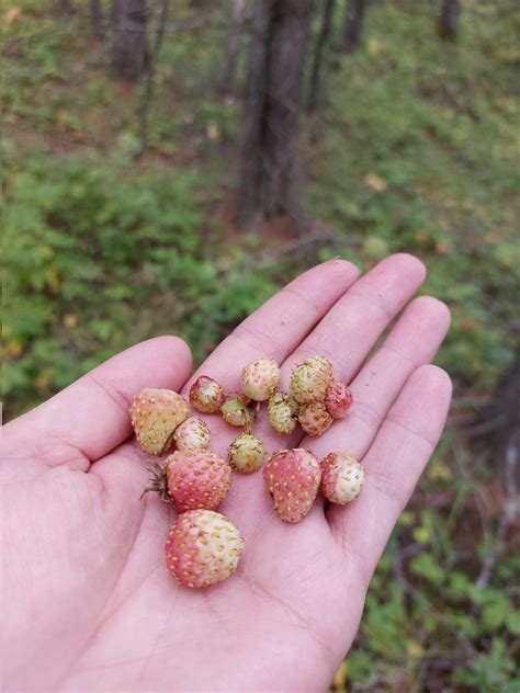 🎂 Бялуунд дурлагч 🍰 On Twitter 3 н төрлийн жимс түүж идлээ😋 Сүүлийн жимсний нэрийг нь