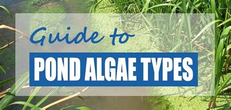 Guide To Different Types Of Pond Algae With Pictures Pond Informer