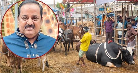 ‘গাবতলী পশুর হাট ডিপজলের অধীনেই থাকছে The Dhaka Times