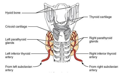 What Does Not Occur In Exophthalmic Goitre A Protrusion Of Eyes B Increased Heart Beat C