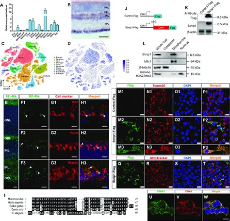 Rna And Protein Expression Patterns Of 181 Rik A Relative Rna Download Scientific Diagram