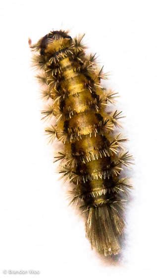 Polyxenus Bugguidenet