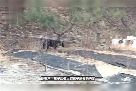 流浪狗妈将5只幼崽送给有主人的狗见孩子被欺负只能默默忍受