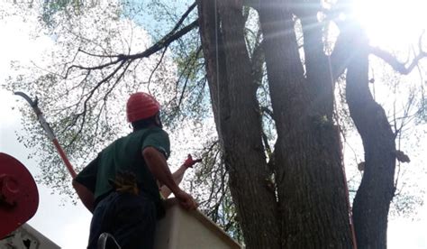 What Is Tree Cabling