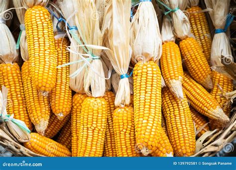 Corn Maize Cobs After Harvesting Season Stock Image Image Of