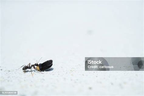 입에 보리지 씨앗을 물고 있는 Black Formica 개미는 흰색 배경에 콘크리트 위에 Elaiosome이라는 유인제에 끌립니다 개미에 대한 스톡 사진 및 기타 이미지