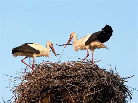 How Do Birds Build Nests 5 Key Types Birdfact