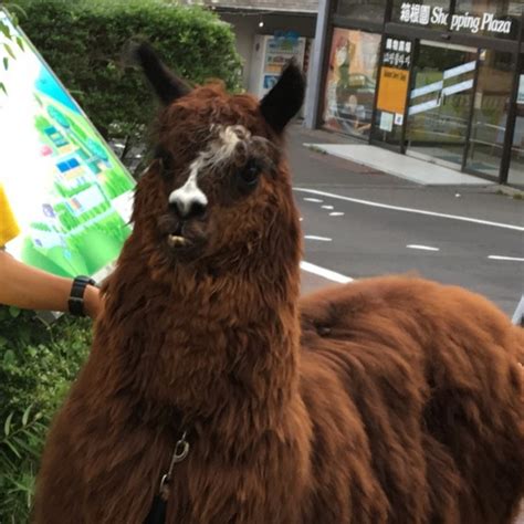 Yi Kai Huang Youtube