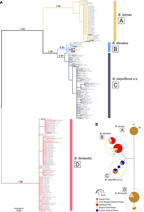 A The Bayesian Phylogenetic Trees Of The Its 1 Region 396 Bp Of