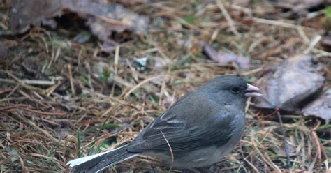 Dispatches From Can Of Duck A Leucistic Junco