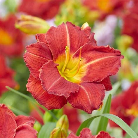 Buy Hemerocallis Booby Ruby Affordable Uk