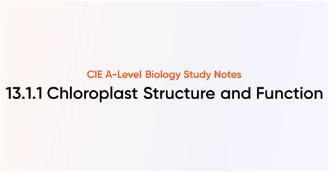 Chloroplast Structure And Function 13 1 1 Cie A Level Biology Notes