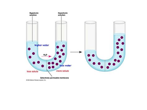 Mastering The AP Biology Lab Osmosis And Diffusion Assessment Answers