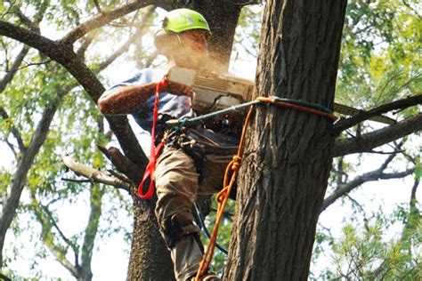 Tree Surgeon Cornwall College