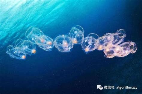 樽海鞘群算法ssa含matlab代码original Salp Swarm Algorithm Csdn博客