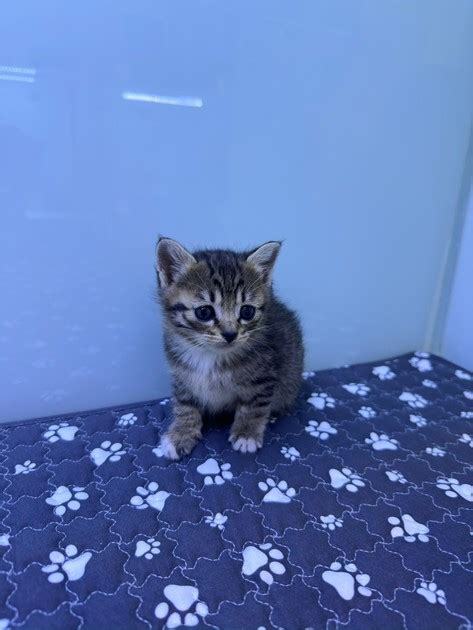 코리안숏헤어 레오 포메라니안키우는방법 말티즈키우는방법 말티푸키우는방법 푸들키우는방법 먼치킨키우는방법 랙돌키우는방법 브리티쉬숏헤어키우는방법 스코티쉬폴드키우는방법 러시안블루