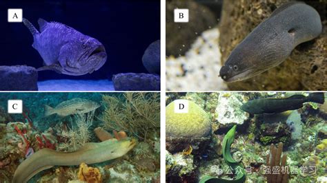 鳗鱼 石斑鱼优化算法ego 鲸鱼算法作者又提出新算法！公式原理详解与性能测评 Matlab代码免费获取鳗鱼石斑鱼优化算法 Csdn博客