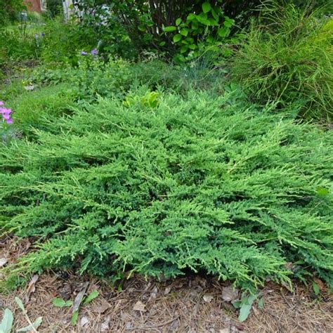 Можжевельник горизонтальный «Принц Уэльский» (Juniperus horizontalis ...