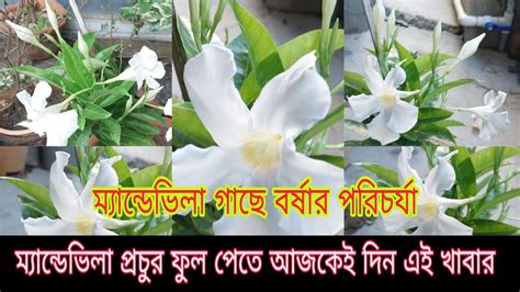 ম্যান্ডেভিলা গাছে প্রচুর ফুল পেতে আজকেই দিন এই খাবার বর্ষার পরিচর্যা Mandevilla Plant Care