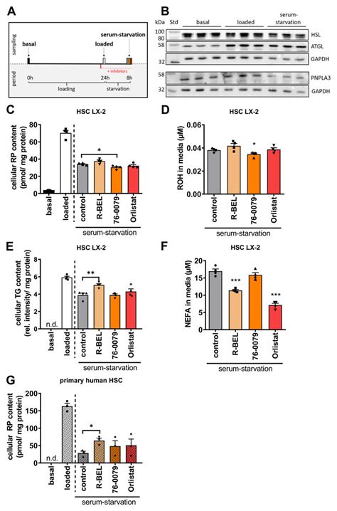 Atgl Pnpla3 And Hsl Are Not Limiting For The Breakdown Of Res In
