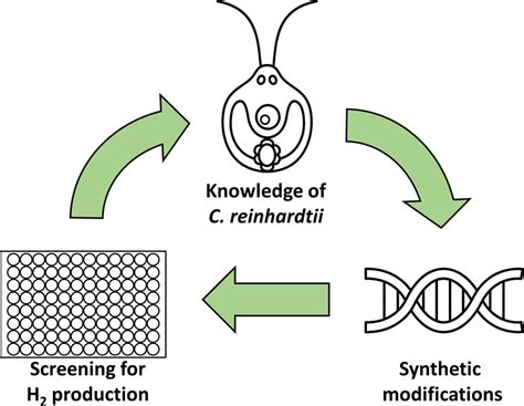 Synthetic Biology Design Build Test Learn Cycle For Improving H2