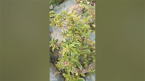 নতুন জাত বাগান বিলাস ফুল গাছ Shortvideo নতুন জাত বাগান বিলাস ফুল গাছ Viral Flowers Love