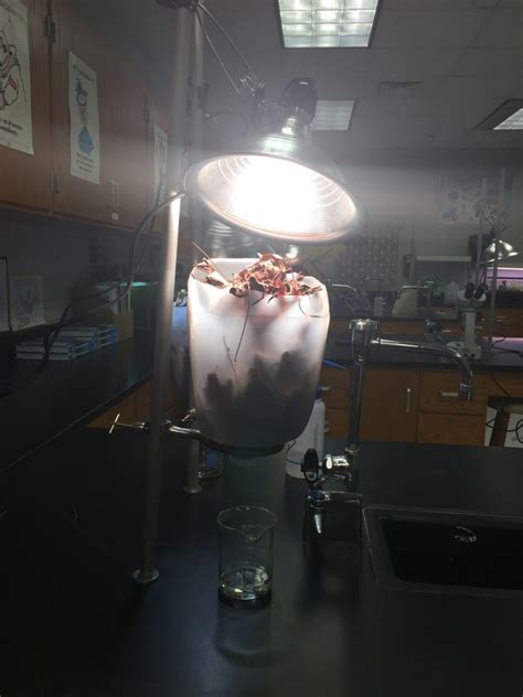 Biodiversity Lab AP Environmental Science Lab Reports