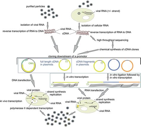 Figure 2 From Chapter 2 Self Replicating Rna Semantic Scholar